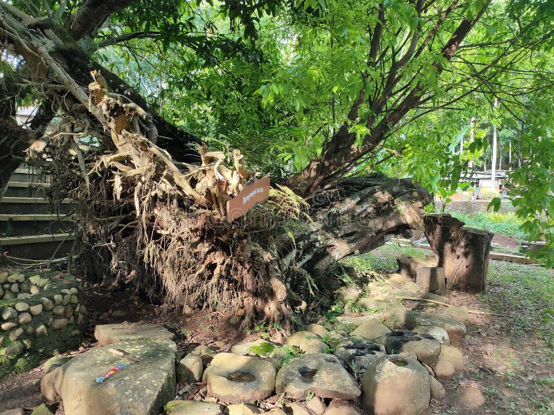 Root of Ficus Tree on the Ground Stock Photo - Image of ground, tree ...