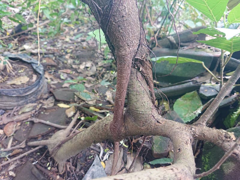 Root of Ficus with Unique Roots Stock Photo - Image of roots, flower ...