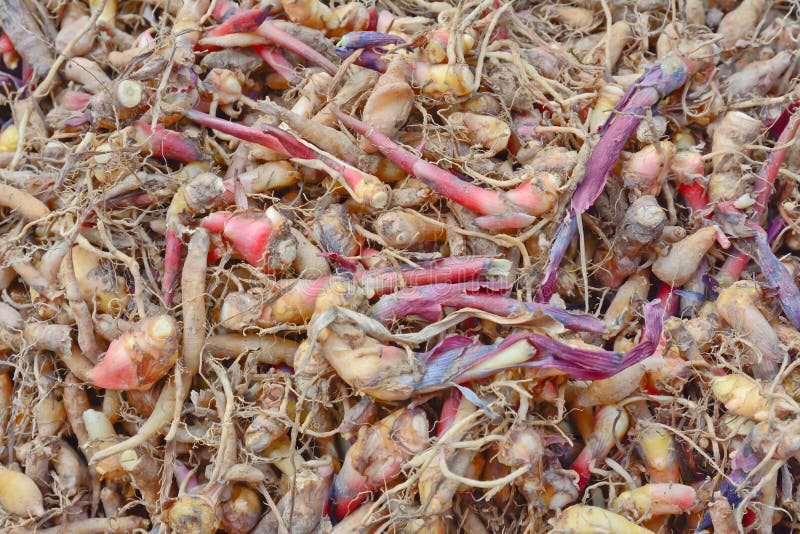 Root of finger root stock photo. Image of head, culinary - 41011254