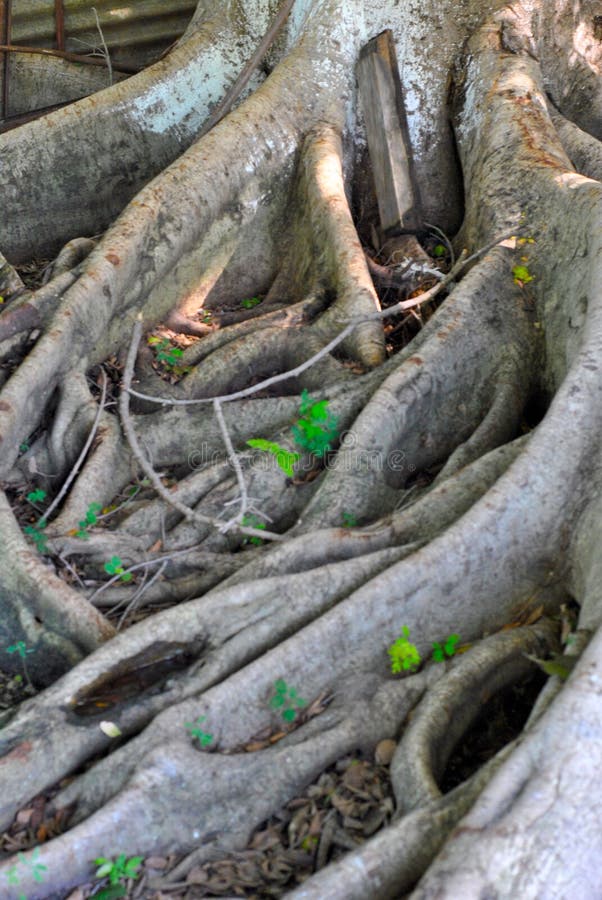 Tree rooted to the ground stock image. Image of color - 140387473