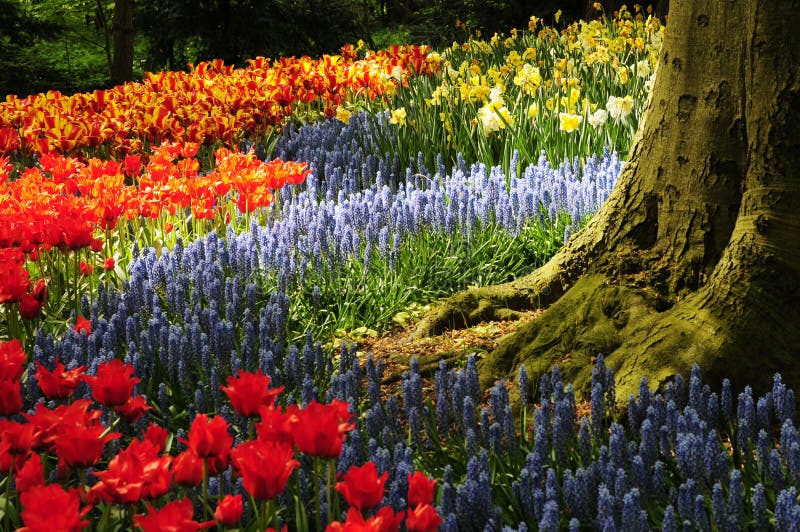 Root and flowers stock image. Image of spring, root, field - 9270893