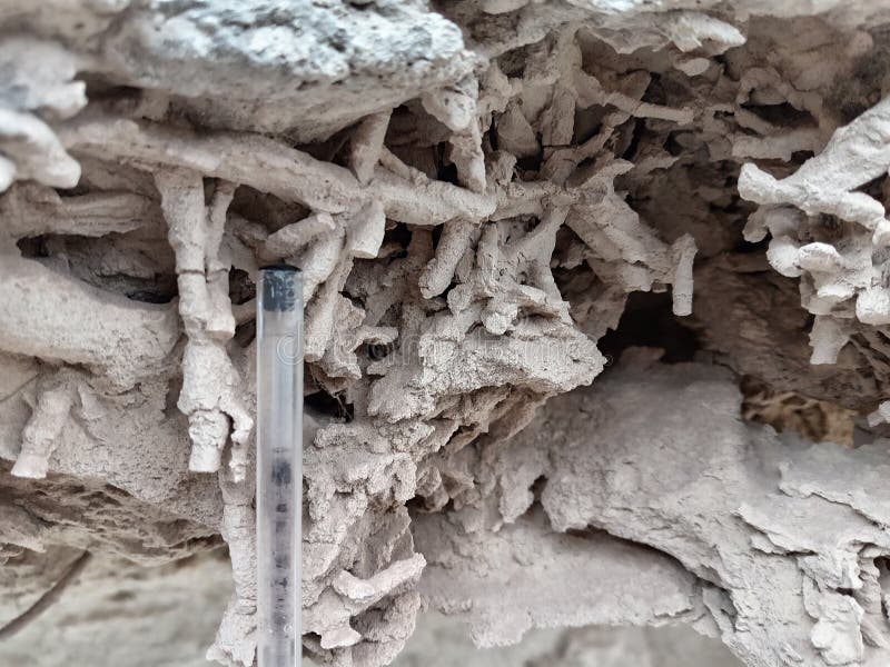 Root Fossils from a Miocene Lake, Rancho El Junco, Baja California ...