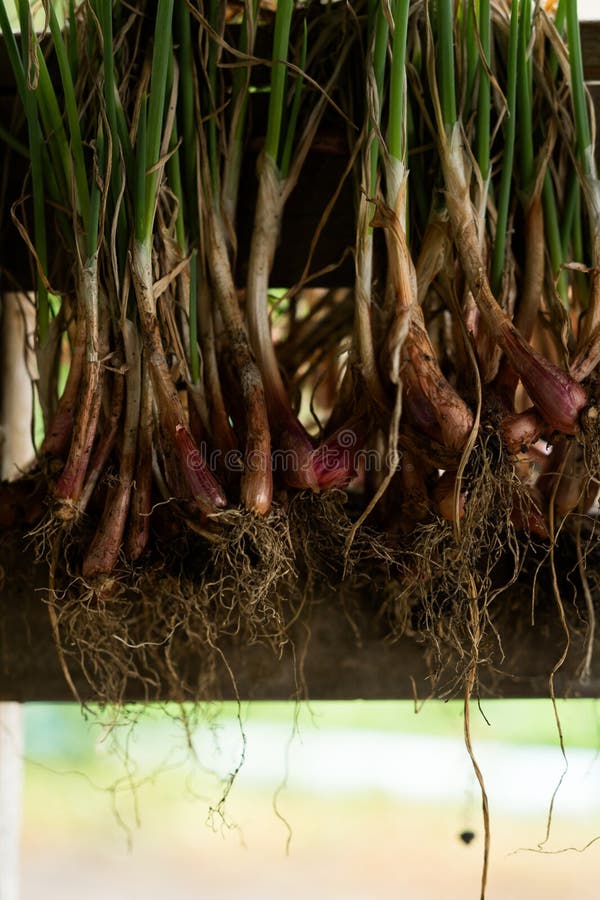 Root of fresh spring onion stock image. Image of harvesting - 335636575