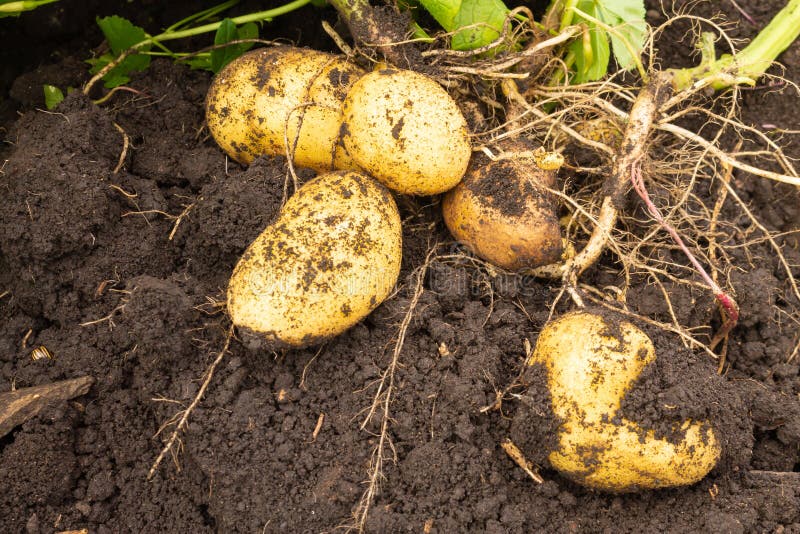 Root of Freshly Dug Potatoes in the Garden Stock Image - Image of stem ...