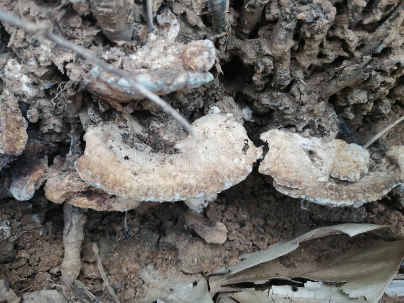 Root Fungus Fungus of Plant Roots Stock Photo - Image of plant, roots ...
