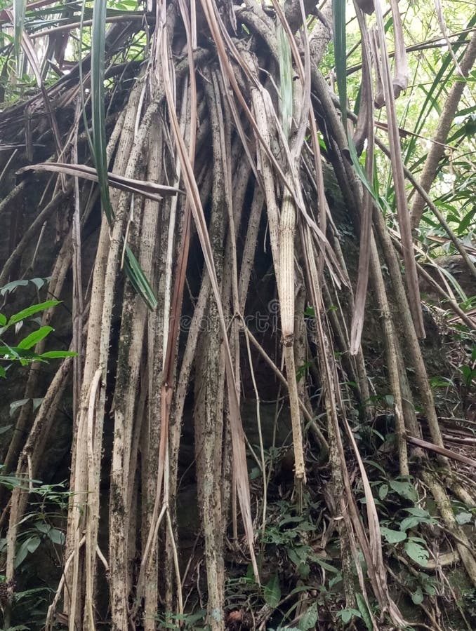 A Root of the Ghost Pineapple Stock Image - Image of pinea, ghost ...