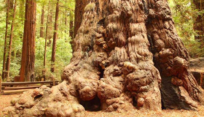 Sequoia root stock photo. Image of gardens, root, royal - 49188390