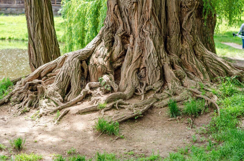 The Root of the Giant Tree. Mystical Photo Stock Photo - Image of ...
