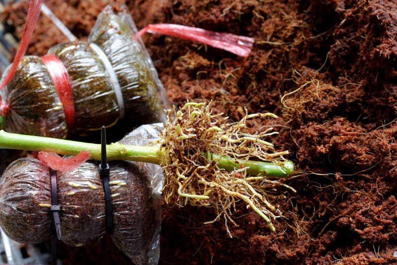 Root from Grafting Lime Tree by Coconut Coir Cover Branch and Strap ...