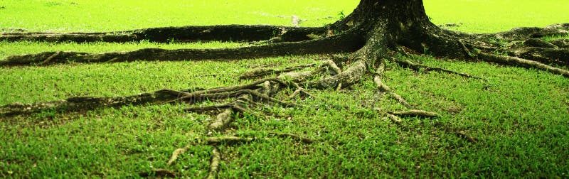 Root and green grass stock photo. Image of background - 36683472