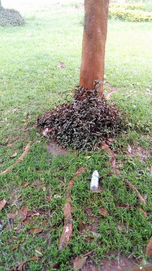 Root growth stock photo. Image of root, growth, directions - 166005814