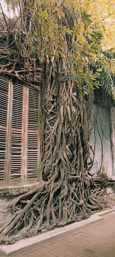 Root House in Old City stock photo. Image of city, house - 265119922