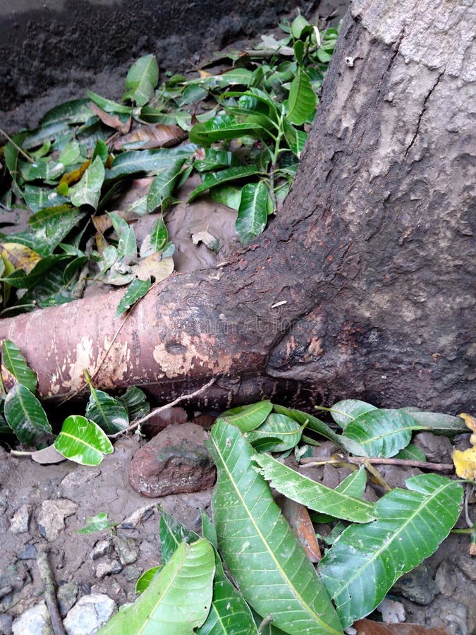 Root of Mango Tree Isolated on White Background. Clipping Path Stock ...
