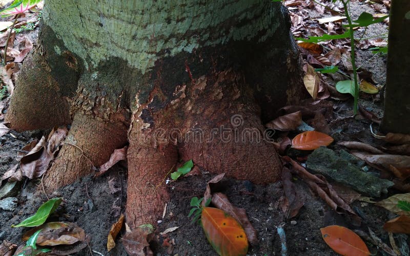 Root of a jack tree stock image. Image of trunk, autumn - 224338905