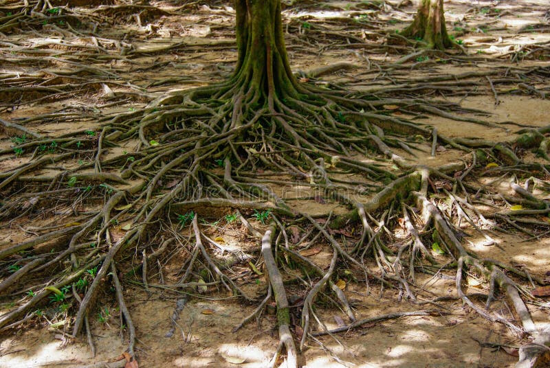 The Root of a Large Tree Fluttering on the Ground. Unusual Plant Roots ...