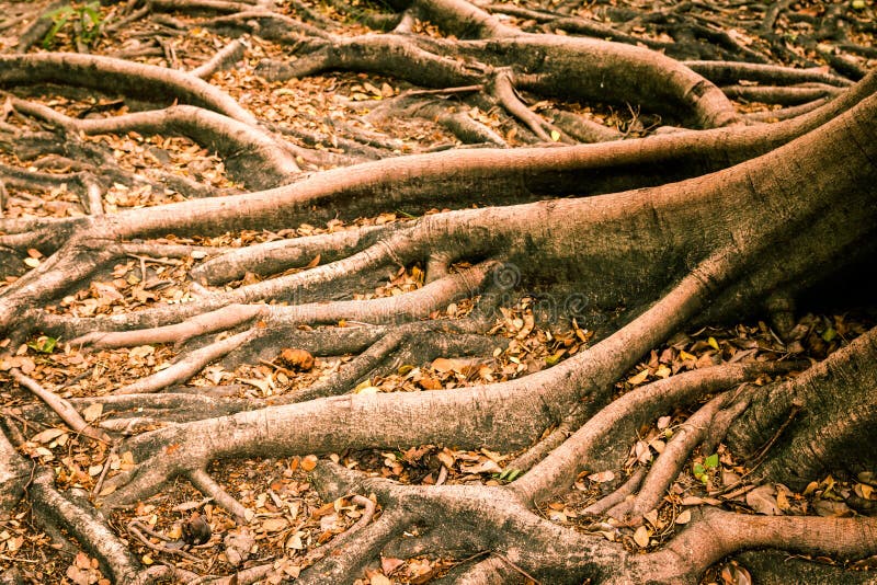 The Root of a Large Tree, Its Surface Looks Magical Stock Photo - Image ...
