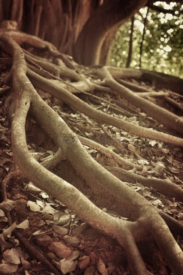 Root and leaves stock image. Image of branch, evening - 34562333