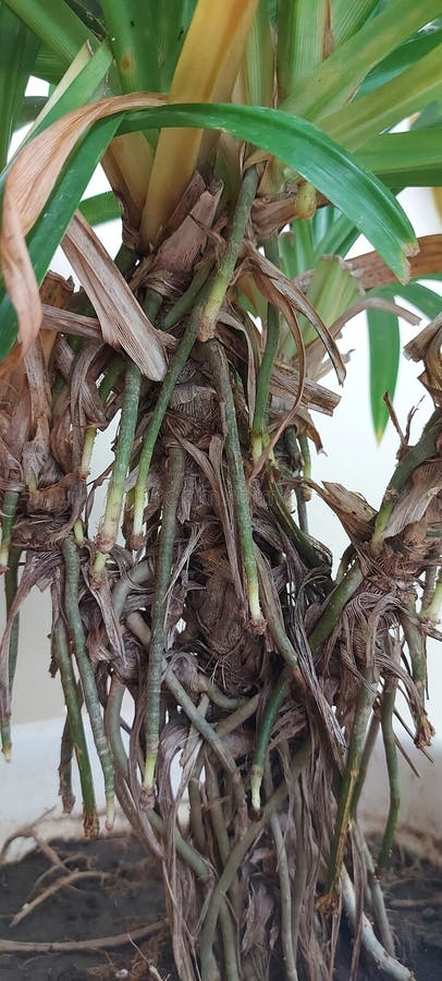 Root.leaves.of Pandan.seen from Stock Photo - Image of root, growht ...