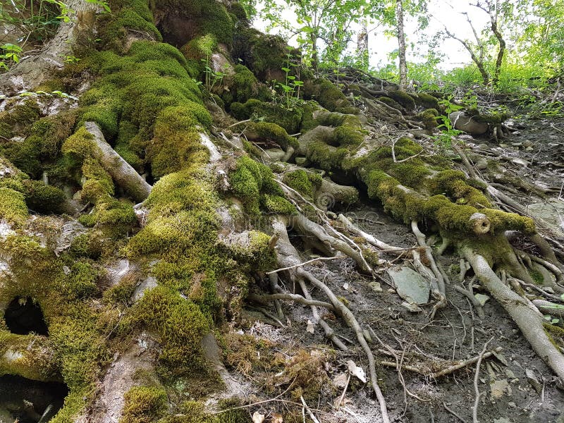 Root life stock photo. Image of millenium, life, roots - 92506536