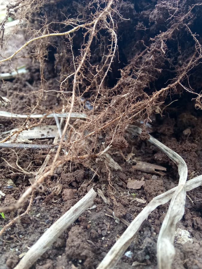 The root of life stock image. Image of starts, bottom - 262428531