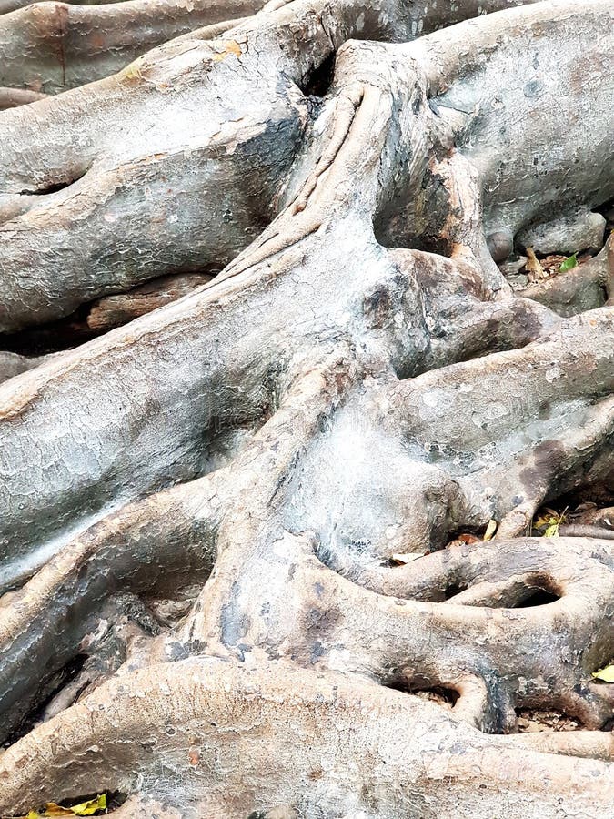 Root stock image. Image of plant, green, root, light - 138290005