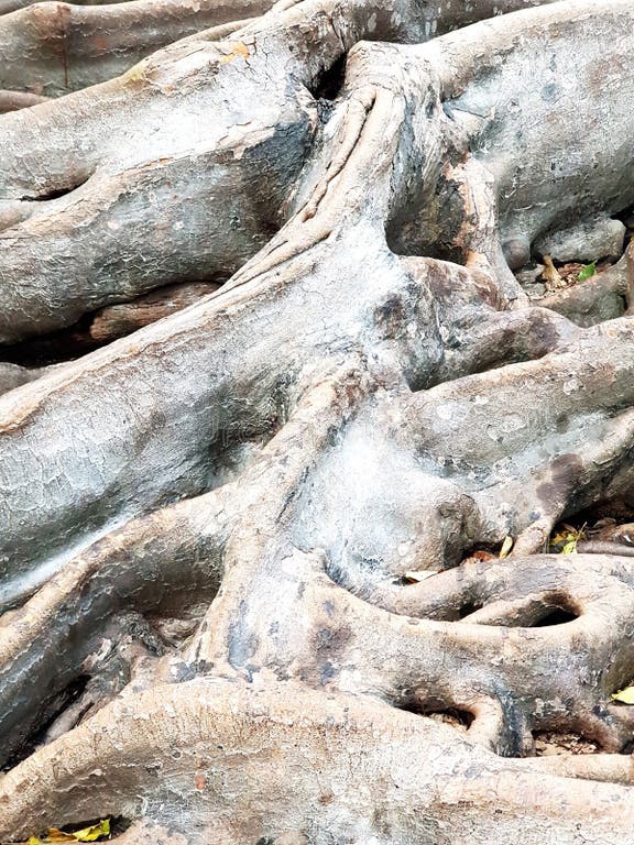 Root stock image. Image of plant, green, root, light - 138290005