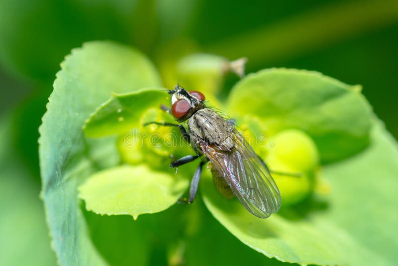 Root-Maggot Fly on a Sun Spuge, Genus Leucophora Stock Image - Image of ...