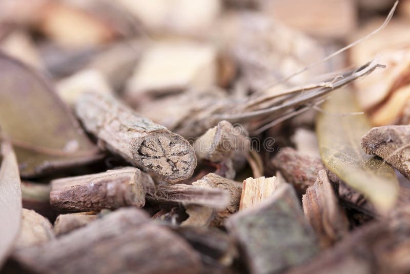 Root for Mamajuana, Caribbean Aphrodisiac Stock Photo - Image of plant ...