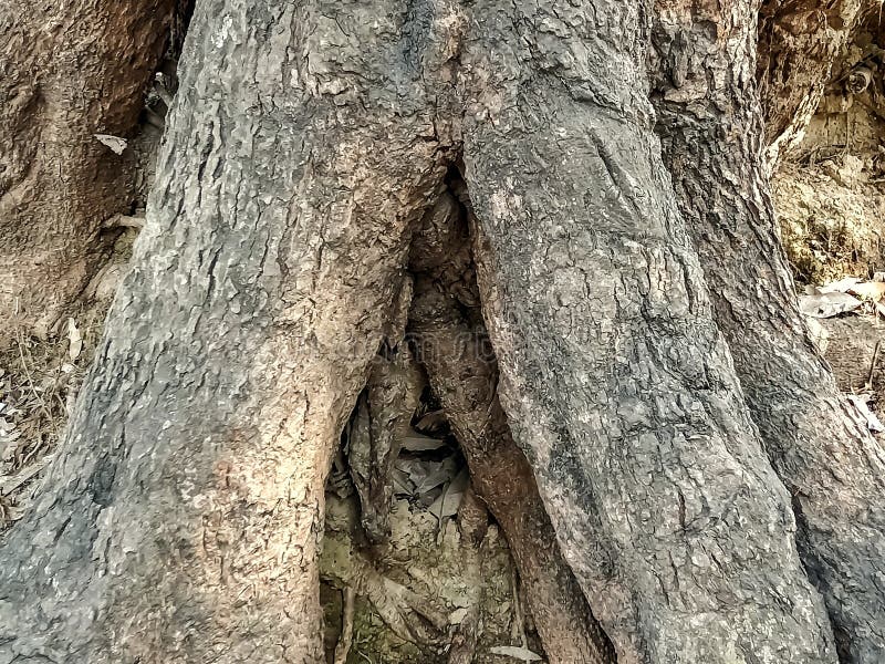 Mango Root Tree On Field Nature Countryside. Stock Photo - Image of ...