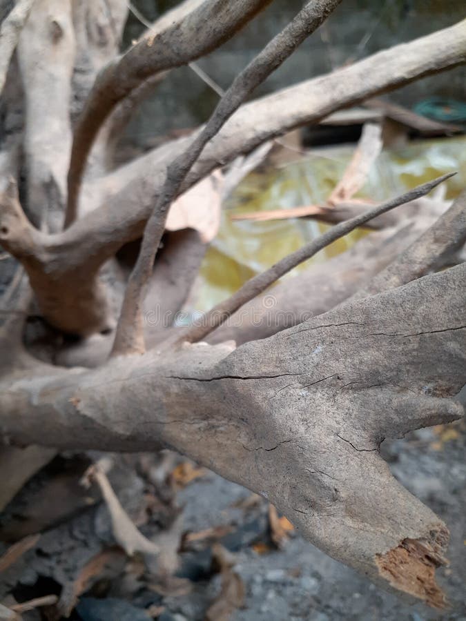 693 Mango Root Stock Photos - Free & Royalty-Free Stock Photos from ...