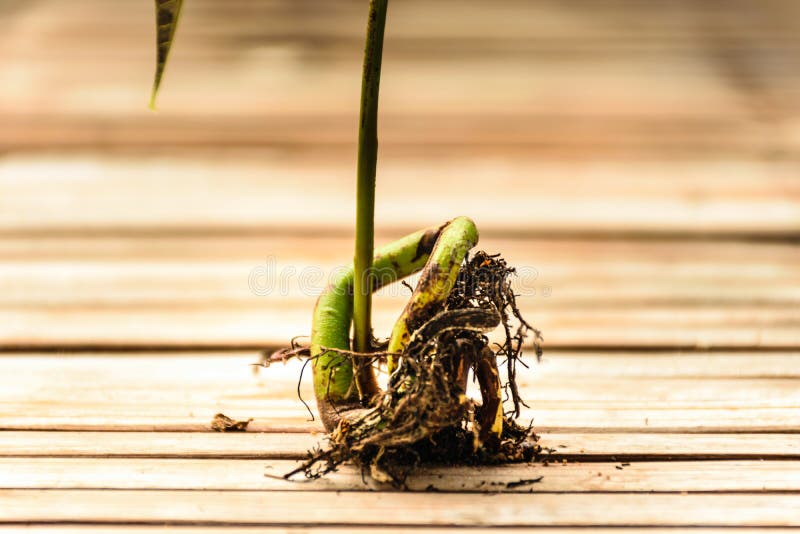 Mango Root Tree On Field Nature Countryside. Stock Photo - Image of ...