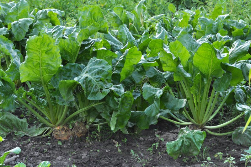 Mangold grows in the soil stock photo. Image of fodder - 123888954
