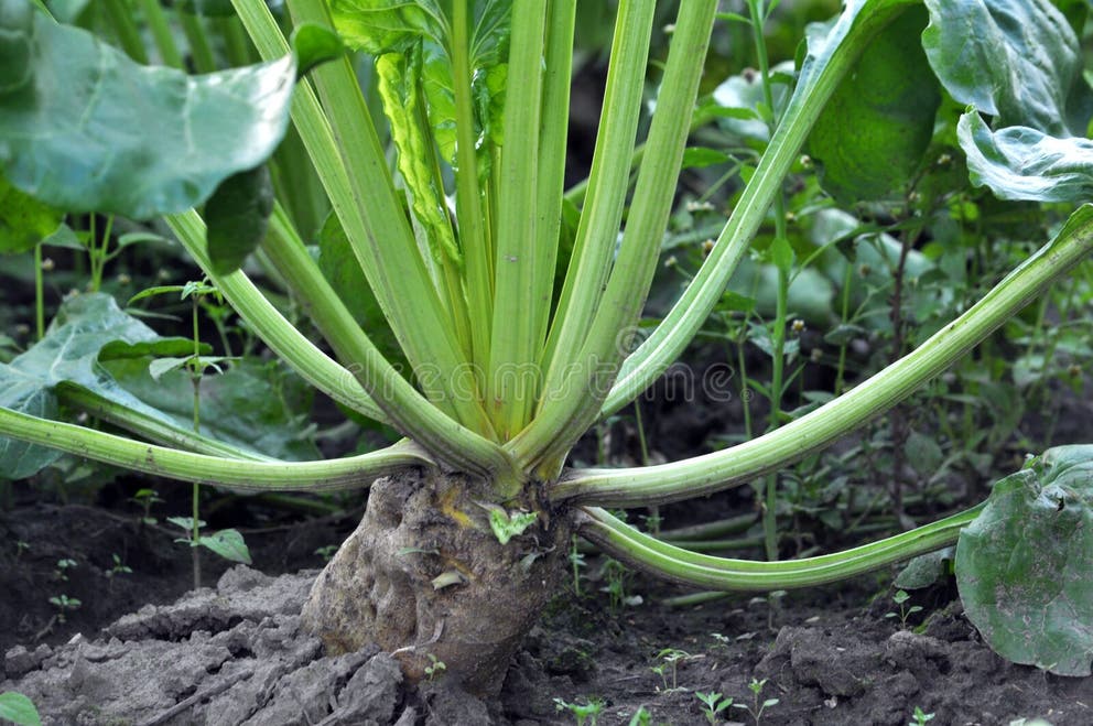 Mangold grows in the soil stock photo. Image of fodder - 123888954