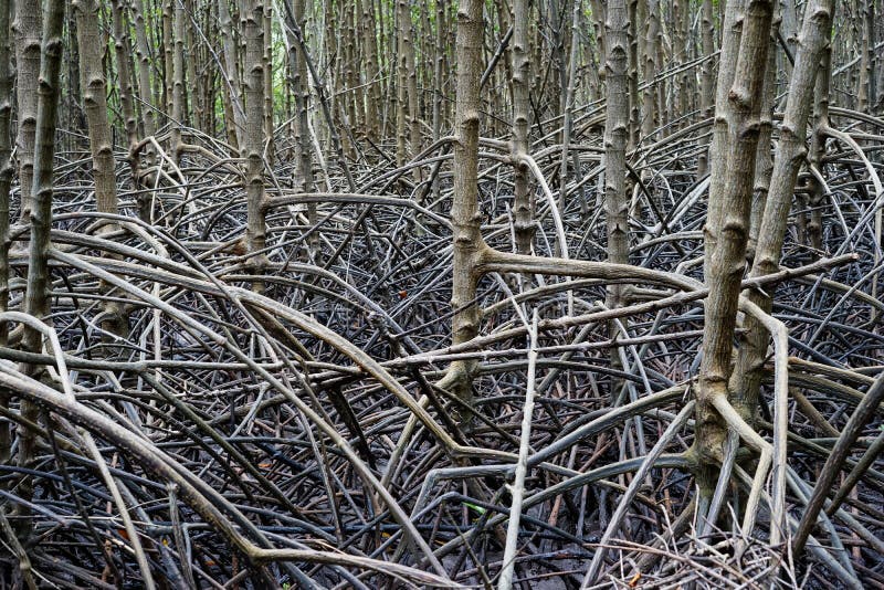 Root of mangrove stock photo. Image of plantlife, mangrove - 52281766