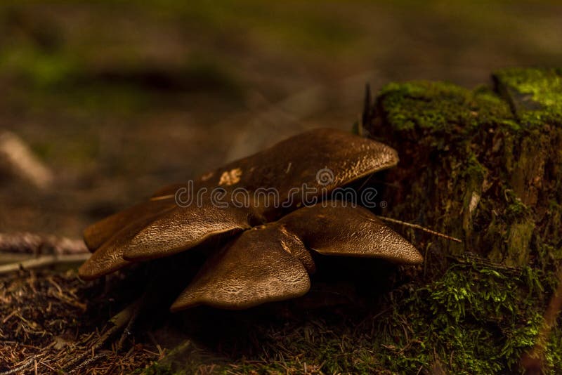Root Mushroom in Spruce and Pine Tree Forest in Summer Hot Day Stock ...