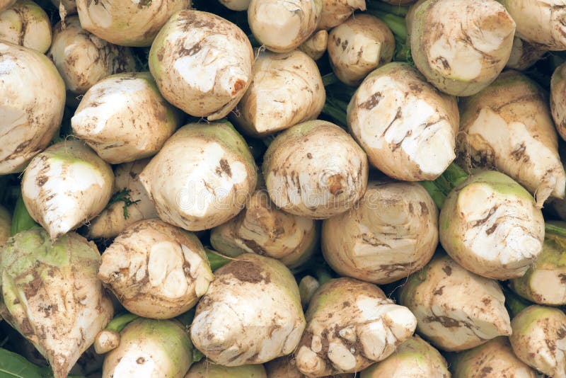 Mustard root stock photo. Image of food, vegetables, clay - 21646344