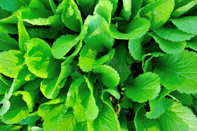 Mustard root stock photo. Image of food, vegetables, clay - 21646344