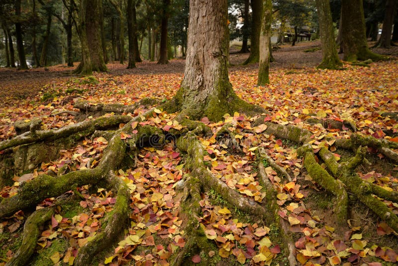 Root at Nara Park, Japan stock photo. Image of growth - 81788050