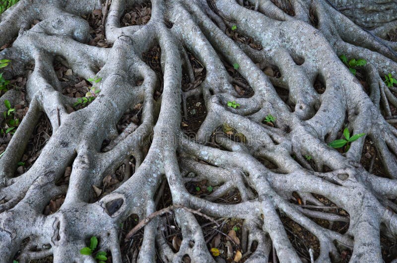 Root network stock photo. Image of nature, network, artwork - 65670020