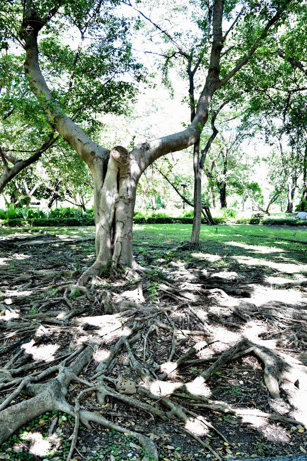 Root network stock photo. Image of texture, branches - 65669918