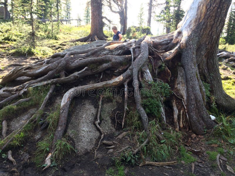 The old root dry cedar stock image. Image of tree, taiga - 53623181
