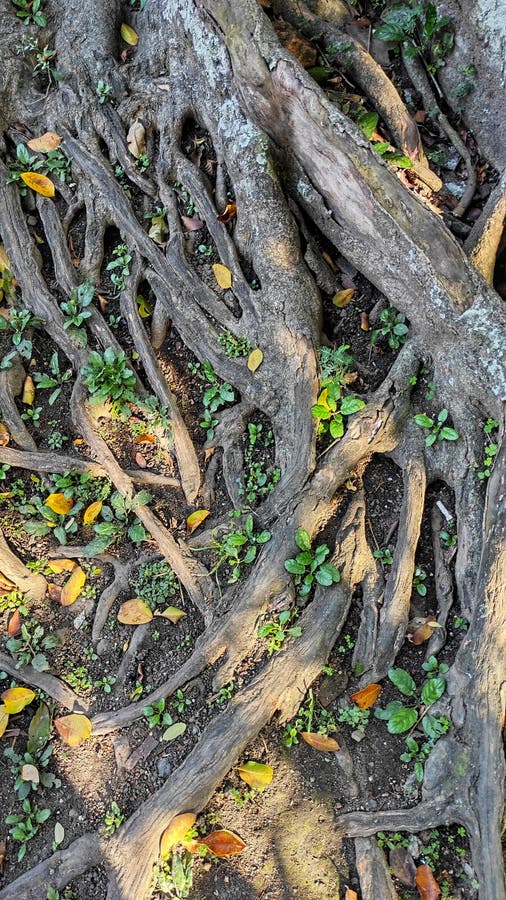 Root of an Old Faithful Tree Stock Photo - Image of branch, wood: 249034660
