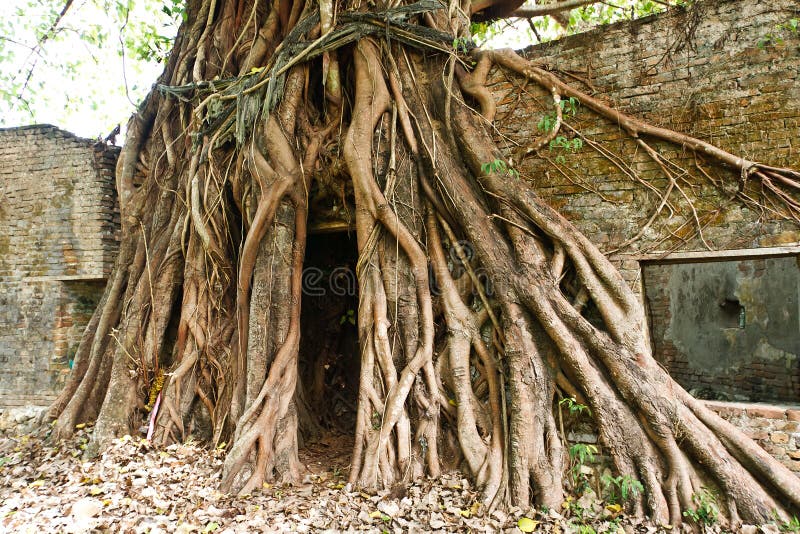Root of old tree stock photo. Image of close, nature - 24627576