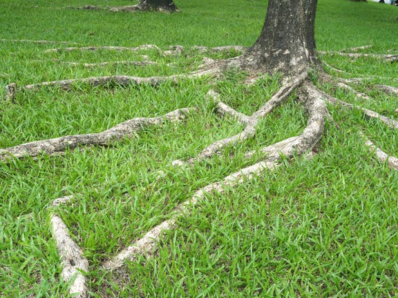 Root of old tree editorial stock image. Image of soil - 25023549