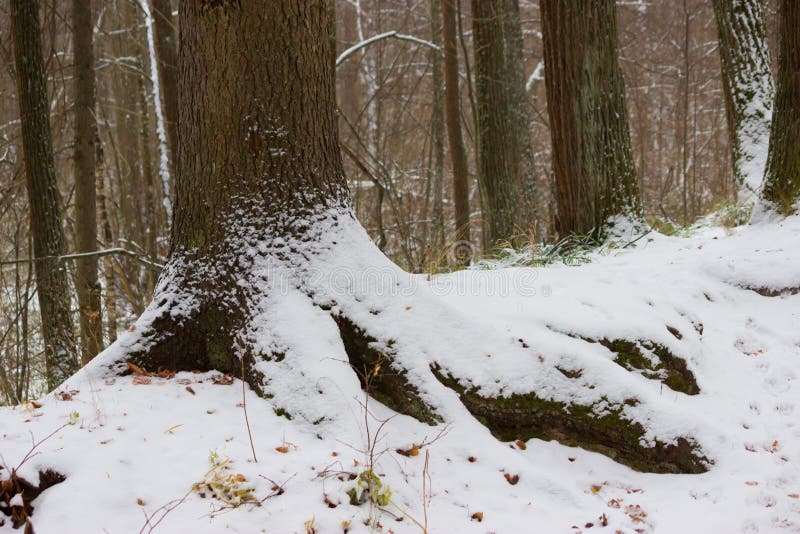 Root of an old tree stock image. Image of cold, flake - 82661553