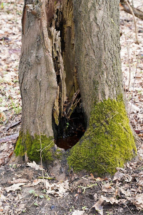 The Root of an Old Tree Covered with Yellow Moss Stock Image - Image of ...