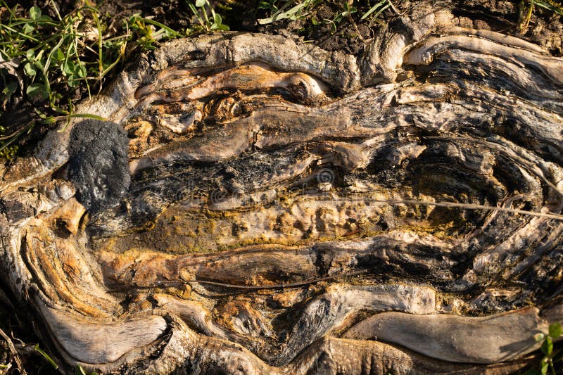 Root of an Old Tree Growing through the Ground Stock Image - Image of ...