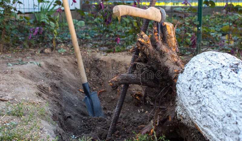 The Root of an Old Tree Tool for Work Stock Photo - Image of dead ...