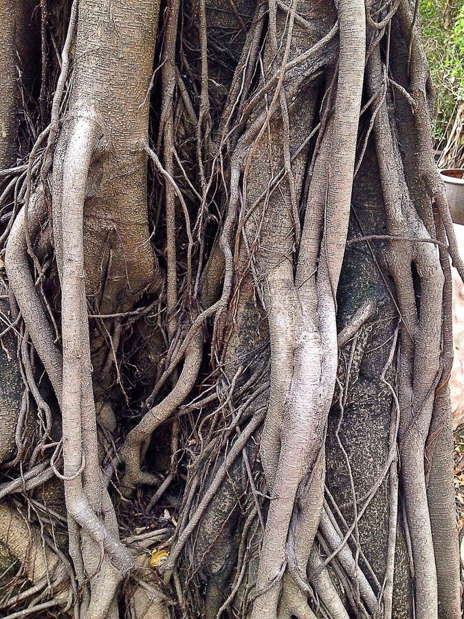 Root of old tree stock image. Image of wood, tree, long - 59638813