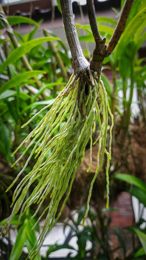 A root of orchid flower stock image. Image of nice, orchid - 264858795